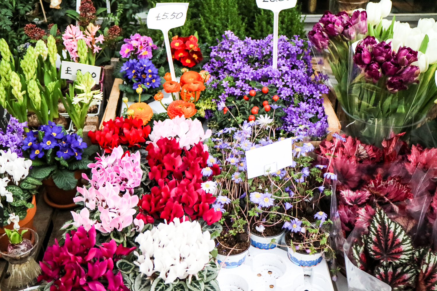 Cultural guide to Bloomsbury London - the london thing