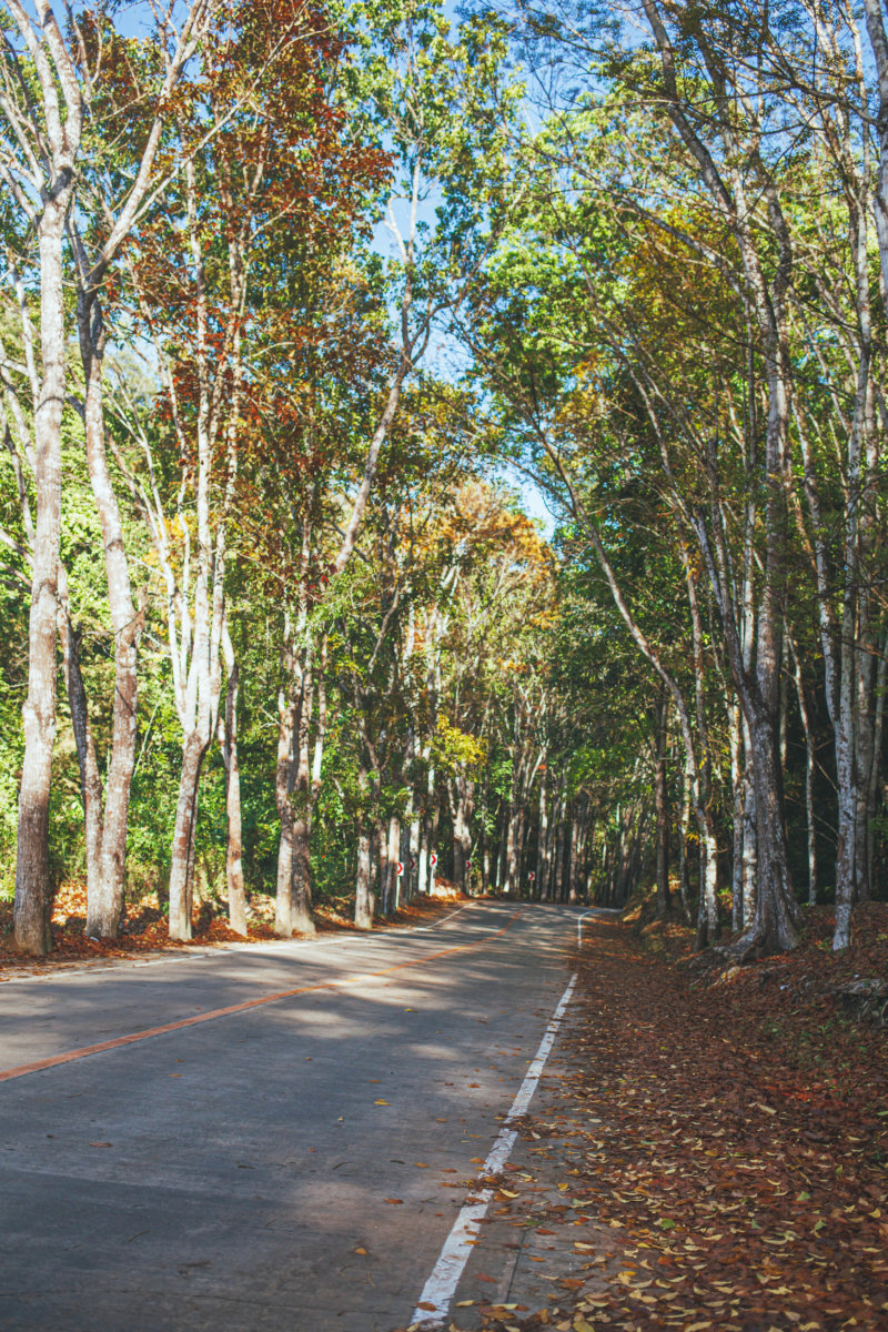 My Bohol itinerary and Solo Adventure - the london thing